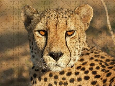 Eye Contact With A Cheetah Jigsaw Puzzle By Designbase
