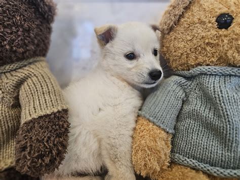 진도믹스 하늘 사모예드특징 스피츠특징 시바견특징 시베리안허스키특징 시츄특징 요크셔테리어특징 웰시코기특징 이탈리아그레이하운드특징