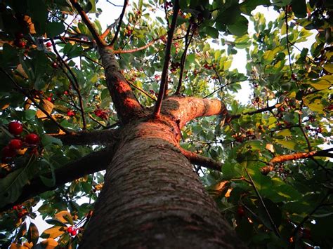 Tree Color The Bark Free Photo On Pixabay Pixabay