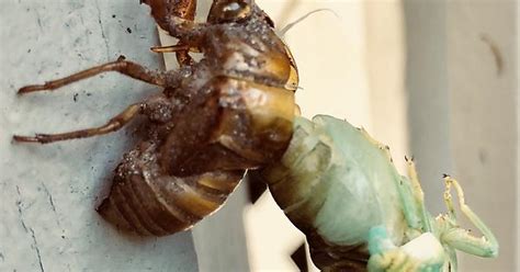 Locust Coming Out Of Its Shell Album On Imgur