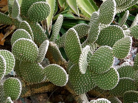 Plants In The Desert At Stanley Urbina Blog