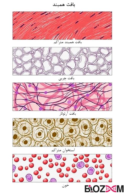 انواع بافت بدن انسان مجله بیوزوم