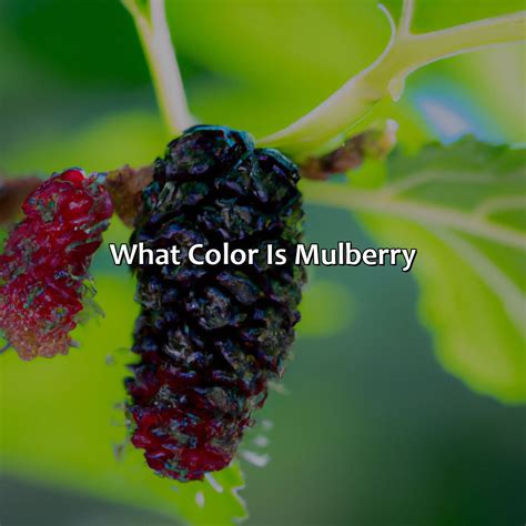 What Color Is Mulberry
