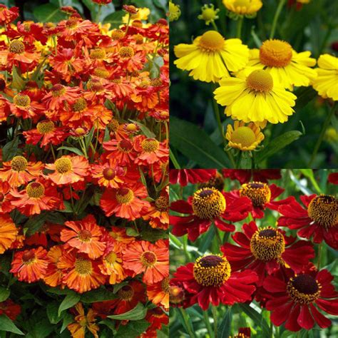 Buy Helenium Helena Collection At Uk
