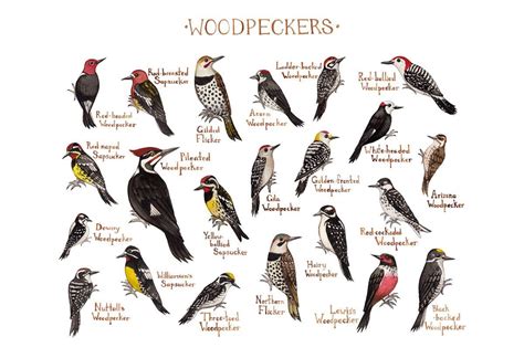 Woodpeckers Of North America Field Guide Art Print Bird Poster