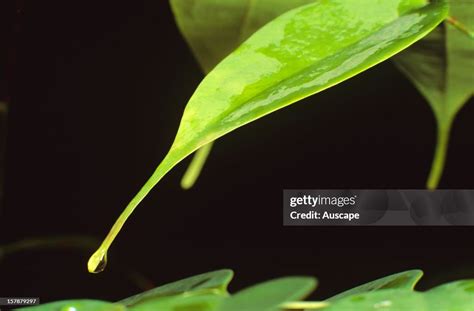 Drip Tip On Rainforest Leaf In Lowland Dipterocarp Rainforest The