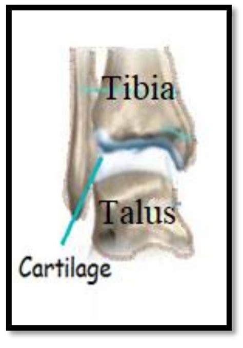 3 Example Of Articular Cartilage At The Ankle Joint