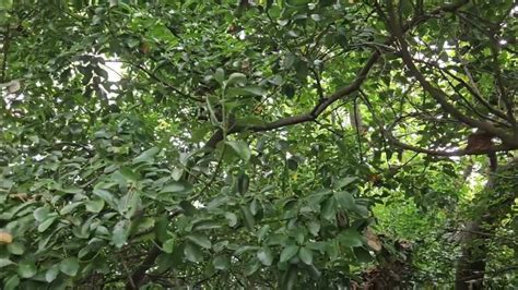 햇볕이쨍쨍 귀뚜라미소리 가을바람이😂 Youtube