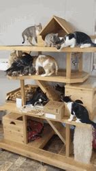 Herding Cats S Download And Share