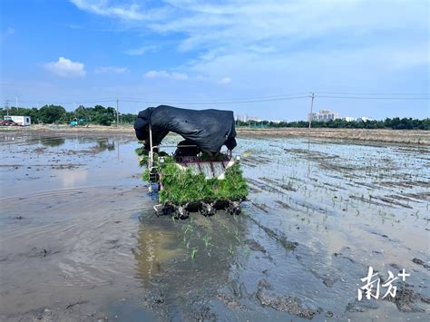 濠江全面完成晚稻种植任务濠江区水稻复垦