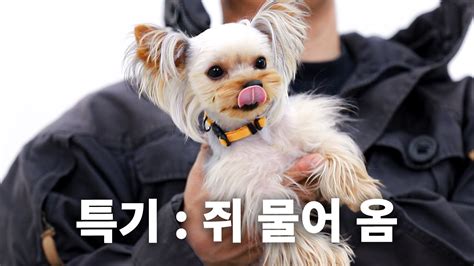 육구시타리아의 반전 매력 내 안에 도베르만 있다ㅣ견종백과 요크셔테리어편 Youtube