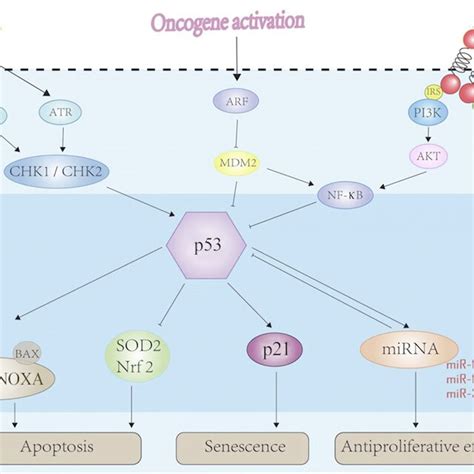 Role Of Myc In B Cell Lymphoma Pathogenesis Tlr Toll Like Receptors Download Scientific