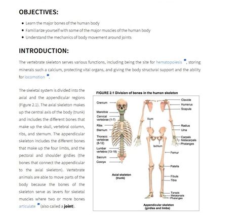 Solved OBJECTIVES Learn The Major Bones Of The Human Body Chegg
