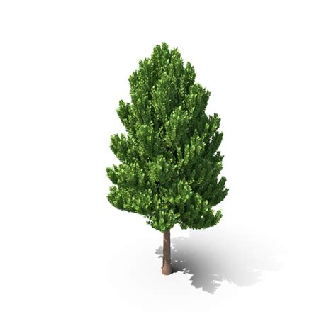 Tree Spring PNG Images PSDs For Download PixelSquid S