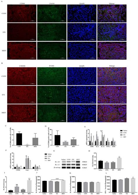 Effects Of Exercise On The Polarization Of Tams In Lung Cancer Tissues
