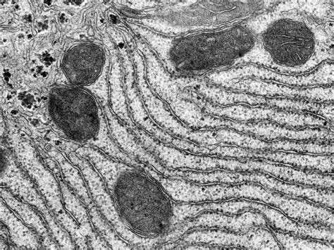 Rough Endoplasmic Reticulum And Smooth Endpolasmic Recticulum Sourses