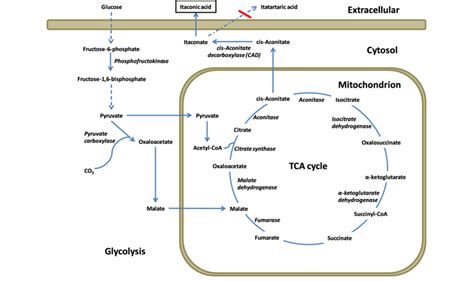 Biosynthesis Pathway Of Itaconic Acid In Aspergillus Terreus Download Scientific Diagram