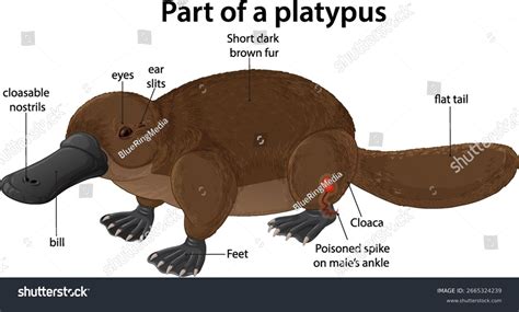 Vector Illustration Platypus Labeled Anatomical Features Stock Vector