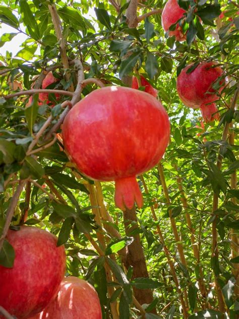 ПАЙВАНДГАР🍇bilol🍎 Аз 2 намуд Анорҳои беҳтарин бедона ва Анори ҳаҷмаш аз 1кило боло ва шириниаш