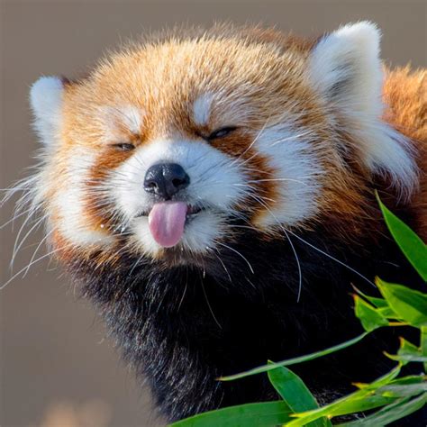 Cute Red Pandas