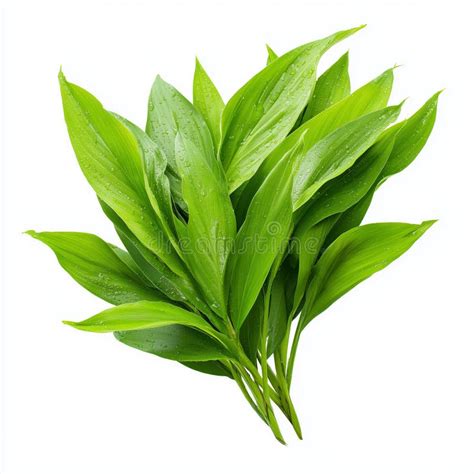 Mature Ginger Leaves Ai Generate Stock Image Illustration Of Water