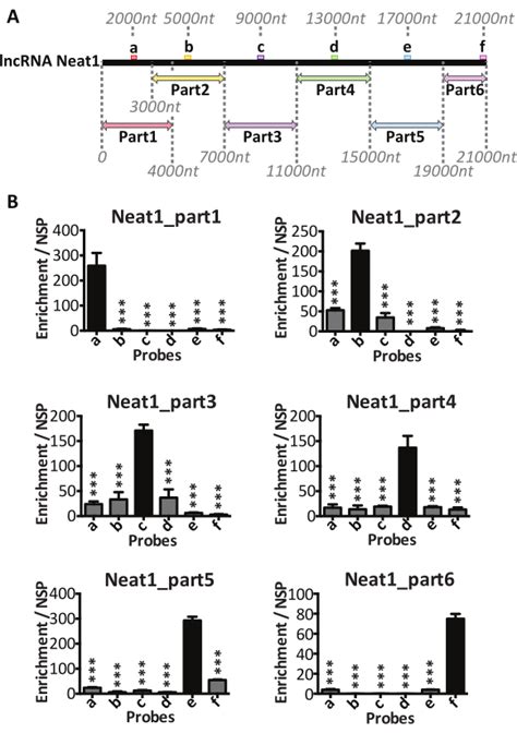 Identificação de RNAs envolvidos na interação direta RNA RNA com um RNA longo não codificante
