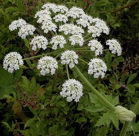 Common Cow Parsnip Cow Parsnip Seeds Heracleum Maximum — Northwest