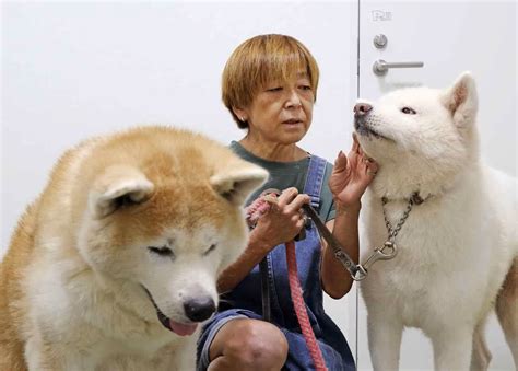 Helping Akita Dogs The Legendary Faithful Breed Of Hachiko Japan