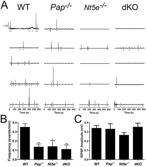 Spontaneous Adenosine Transients In Lamina Ii Are Reduced In Frequency