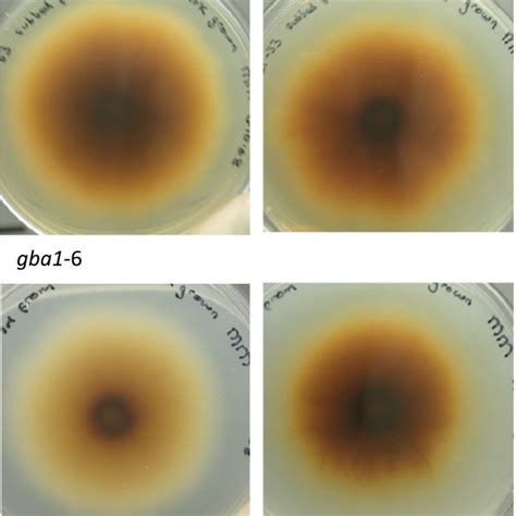 Detached Leaf Assay Dla Of Wheat Leaf Cv Calingiri Inoculated With