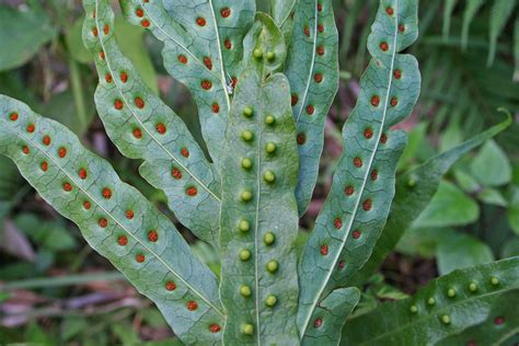 Microsorum Membranifolium Polypodiaceae