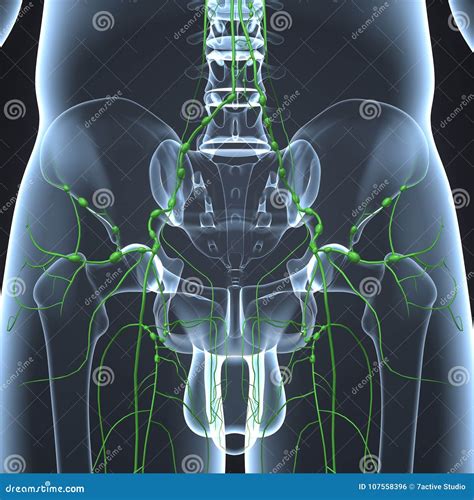 Lymph Nodes Nearby Hip Anterior View Stock Illustration Illustration