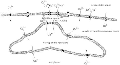 The Superficial Buffer Barrier System Suggested By Van Breemen Et Al Download Scientific