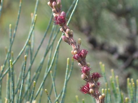 Allocasuarina Humilis Female Friends Of Queens Park Bushland