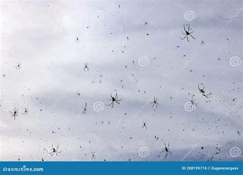 A Lot Of Red Legged Golden Orb Weaver Spiders Are On Spiderweb Stock
