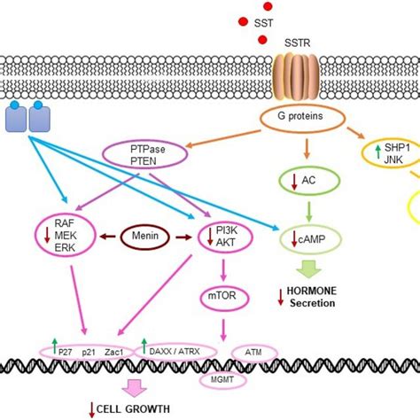 Schematic Representation Of Somatostatin Receptor Signalling Pathways Download Scientific