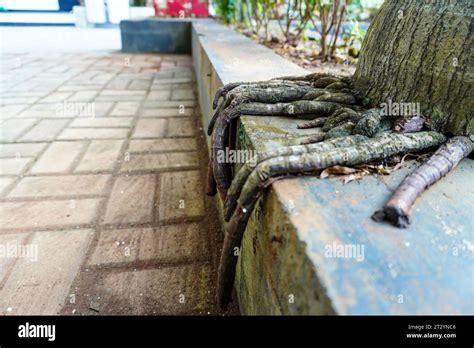 Detailed View Of Palm Tree Root Fibers Breaking Through The Cement Boundary Captured With