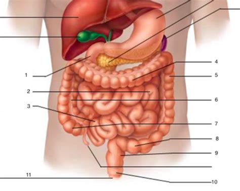 Nutrition Digestion And Absorption Flashcards Quizlet