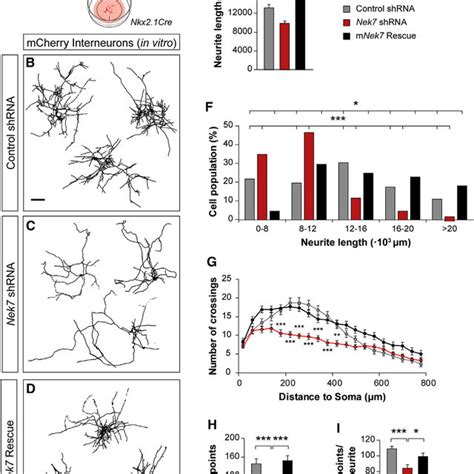 Loss Of Nek7 Alters Interneuron Morphology In Vitro A Schematic Of Download Scientific