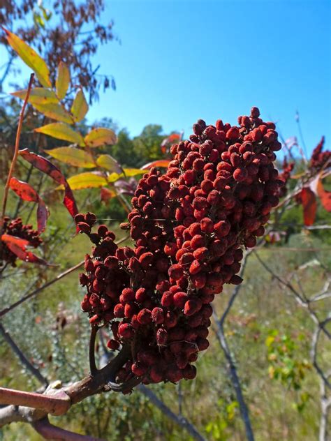 Are Sumac Berries Edible Unveiling Their Culinary Potential Foraged