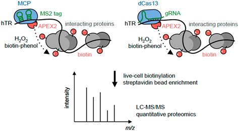 Mass Spectrometry For Assessing Protein Nucleic Acid Interactions Pmc