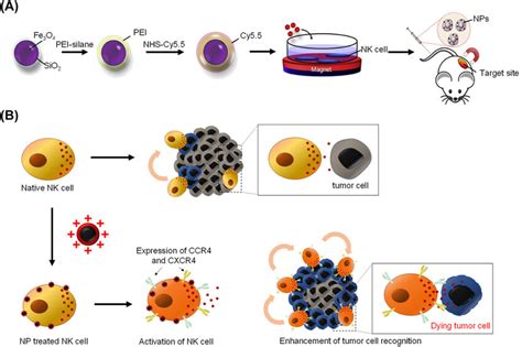 nanoparticle mediated nk cell activation a the fe3o4 sio2