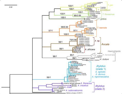 A Consensus Phylogram Constructed In A Bayesian Inference Analysis