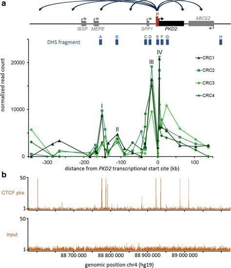 Formation Of A Pkd2 “active Chromatin Hub” A Alignment Of 5c Chromatin