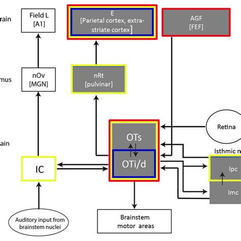 Stimulus Protocols Used To Differentiate Stimulus Specific Adaptation Download Scientific