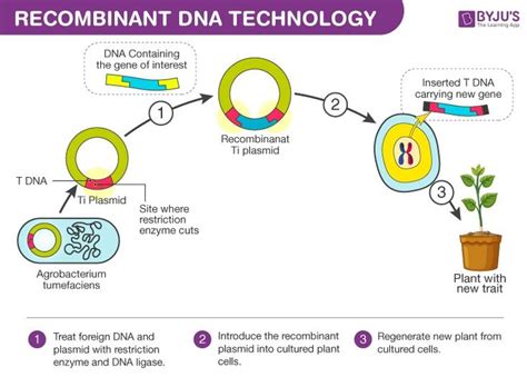 Recombinant Dna Technology In Plants