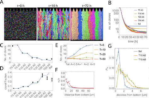 Computer model of the experiment A Simulation snapshots for í µí Download Scientific