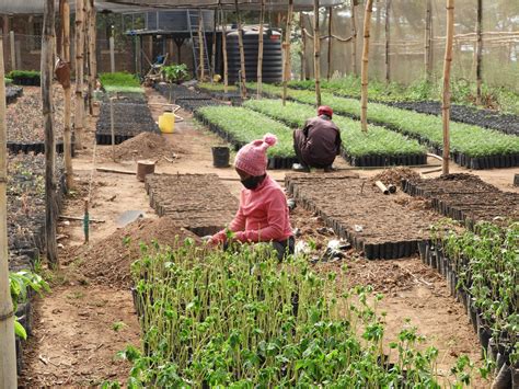 Transforming Tree Nurseries Into Gender Inclusive Enterprises In
