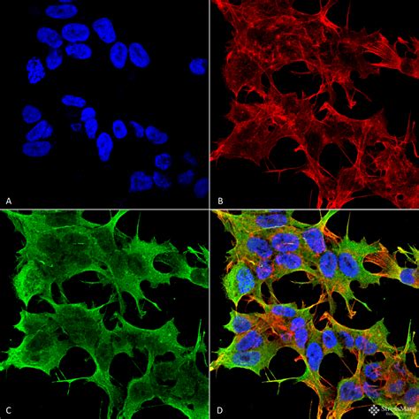 Glua1glur1 Antibody Clone S355 1 Atto 390