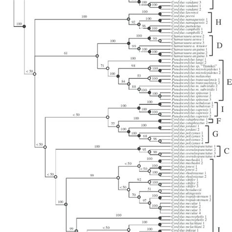 Pdf Between A Rock And A Hard Polytomy Rapid Radiation In The